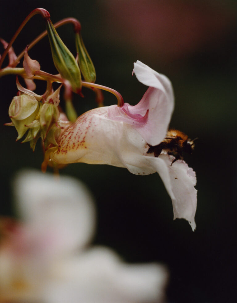 Past Winners - Earth Partner